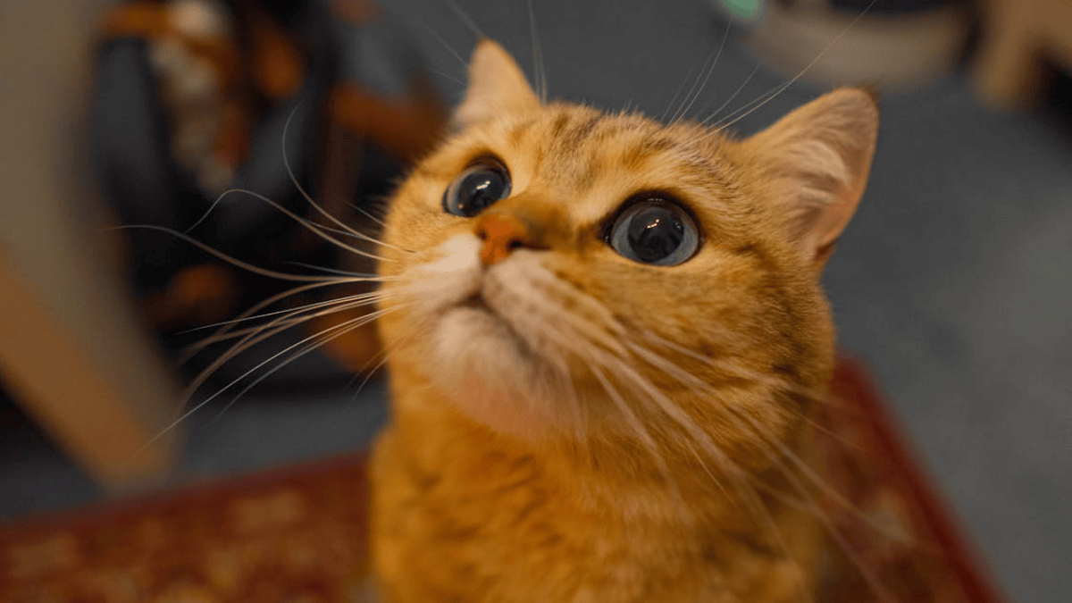 11 reasons why cats make the best pets