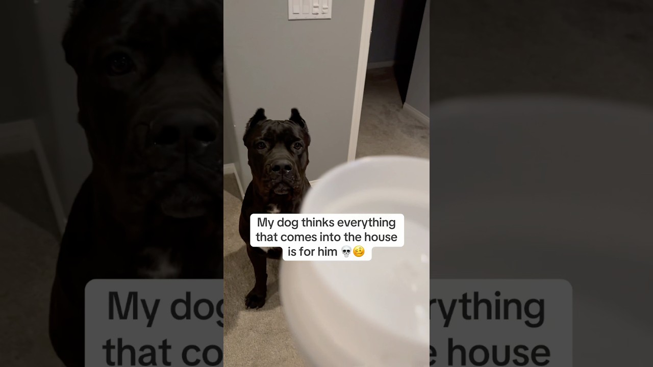 Everything belongs to him as this giant dog claims the house