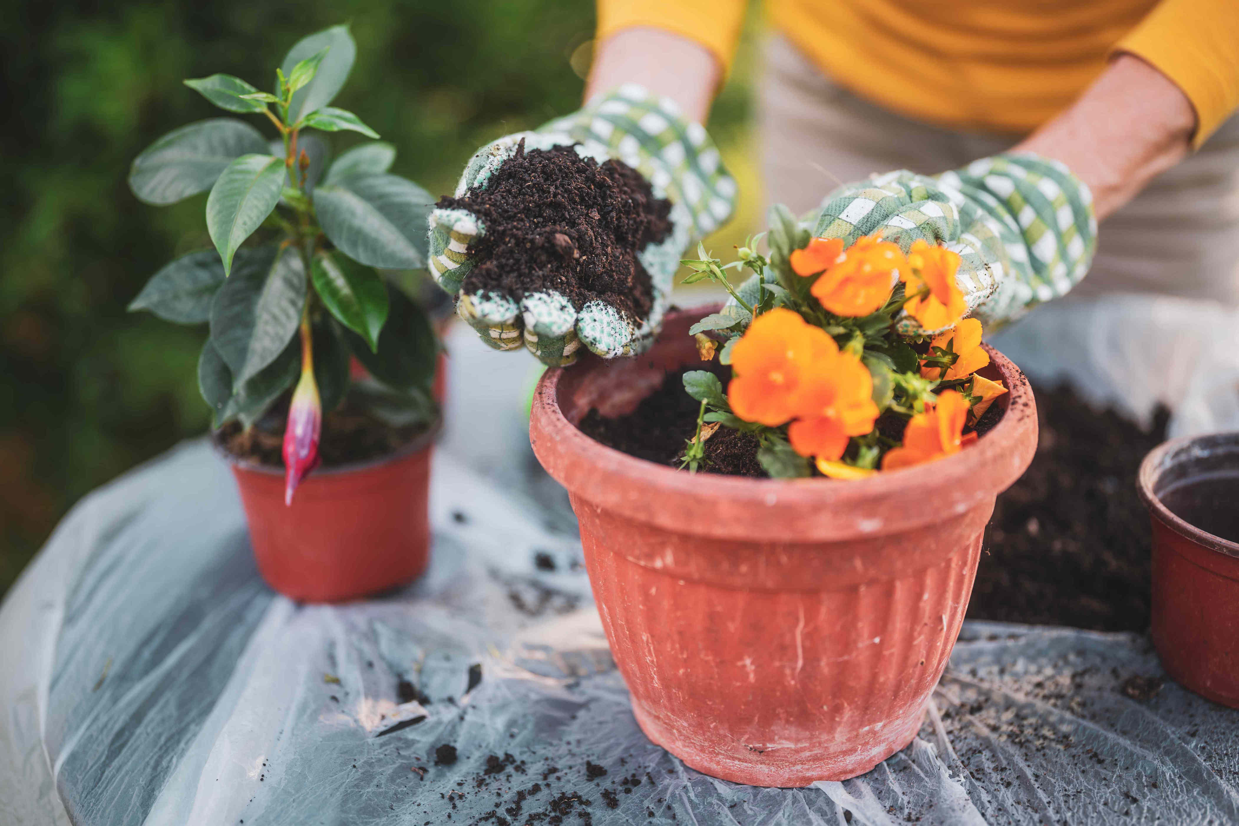 Yes, potting soil can go bad—here’s how long it really lasts
