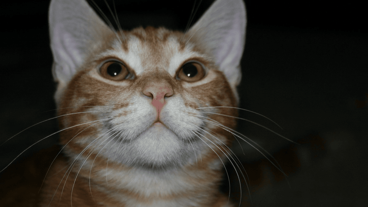 Why do orange cats exist? Science explains
