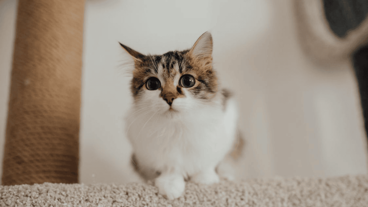 This is the only thing your cat wants from you (and no, it's not food)