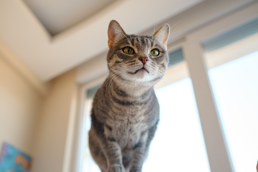 Cats are not only good for the mind – they may also be key in the fight ...