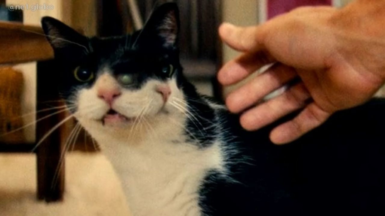 Gato de duas faces do cinema tem base real e intriga a ciência