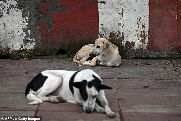 Outrage as plan to round up millions of dogs sparks 'global health ...
