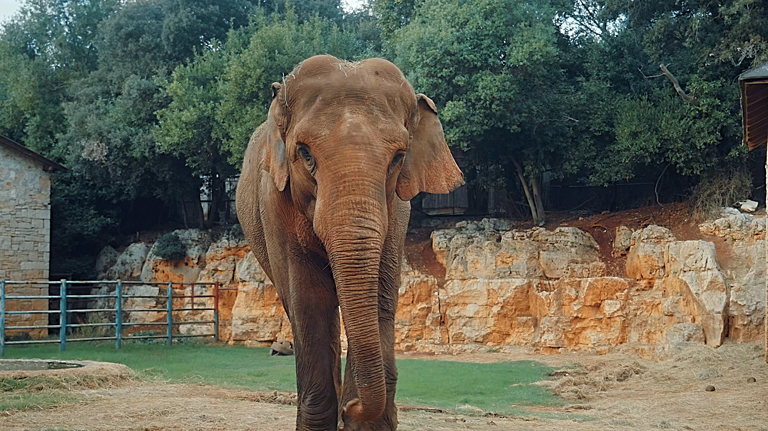 This cute elephant came unexpectedly too close to my camera