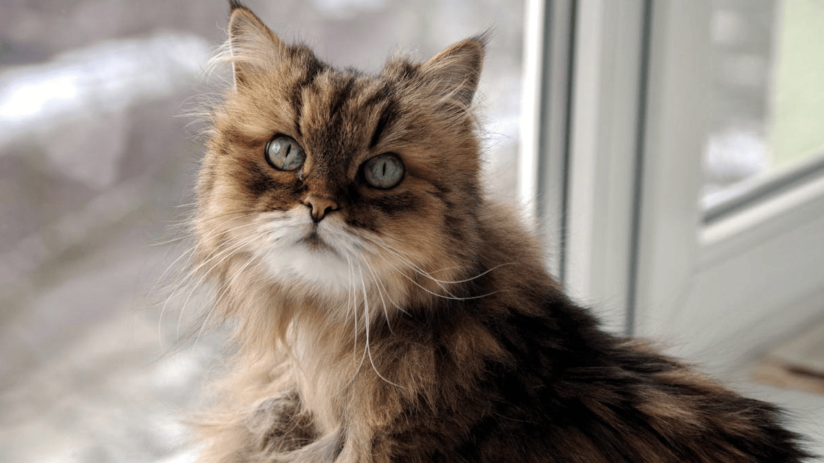 16 gestures of true love that cats have for their chosen people