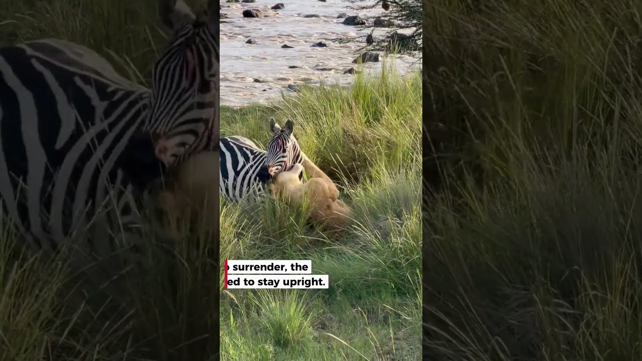 I never thought a zebra could fight back! 🦓