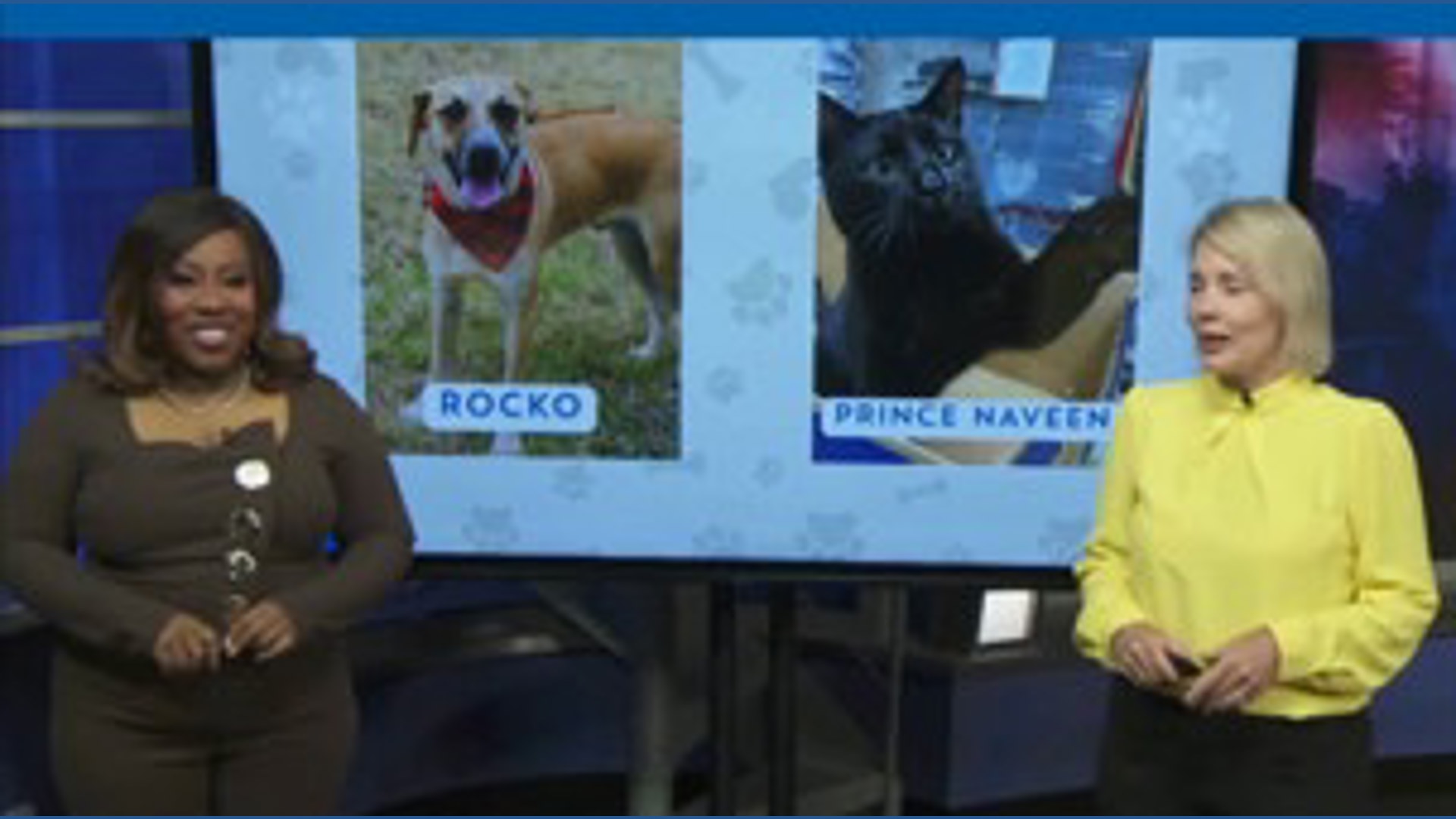 Meet Rocko and Prince Naveen | Perfect pet