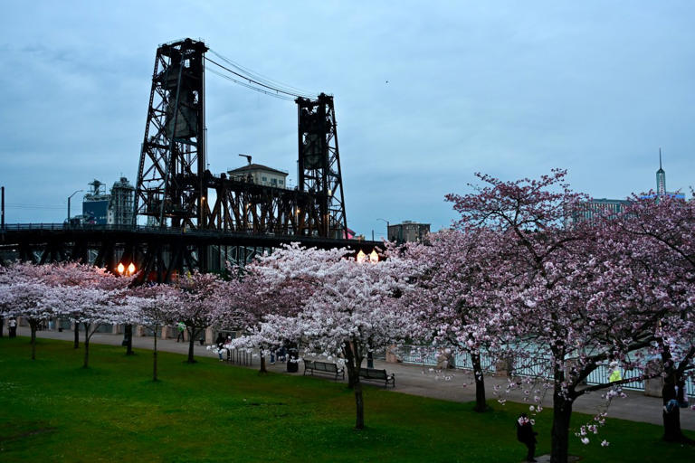 Portland’s waterfront cherry blossoms now in bloom. Here’s how long ...