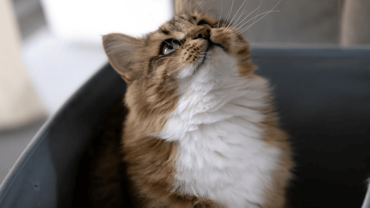15 signs that your cat rules the house (and you obey even if you don't ...