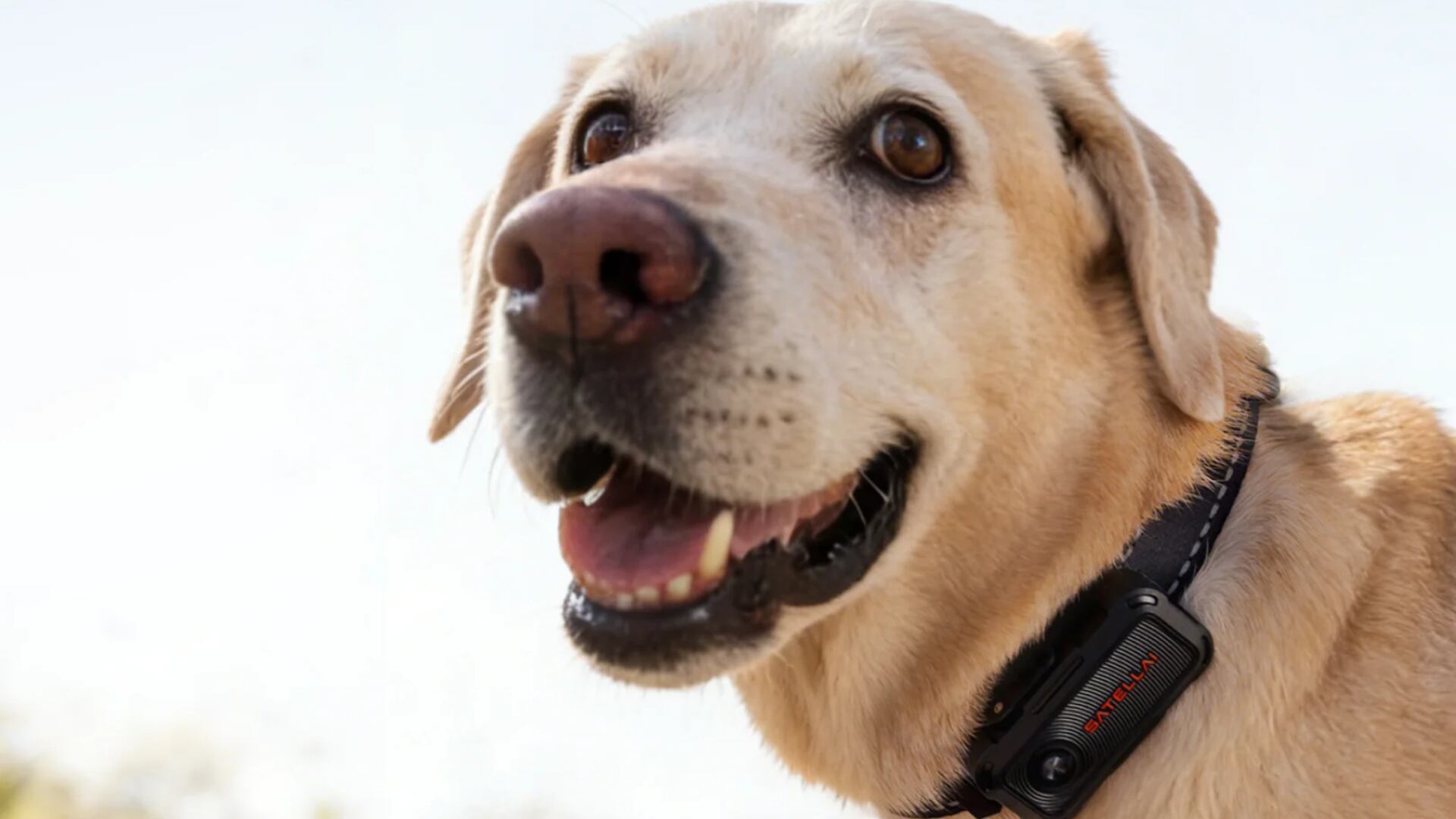 Cómo desinfectar a su perro al volver de la calle en cinco pasos