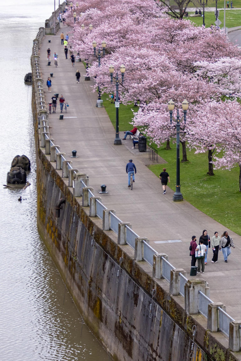 The best time to see Portland’s cherry blossoms is near