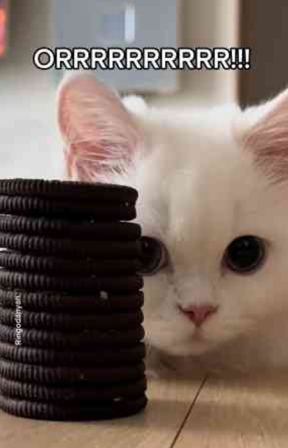 Adorable cat moments that will instantly make you smile