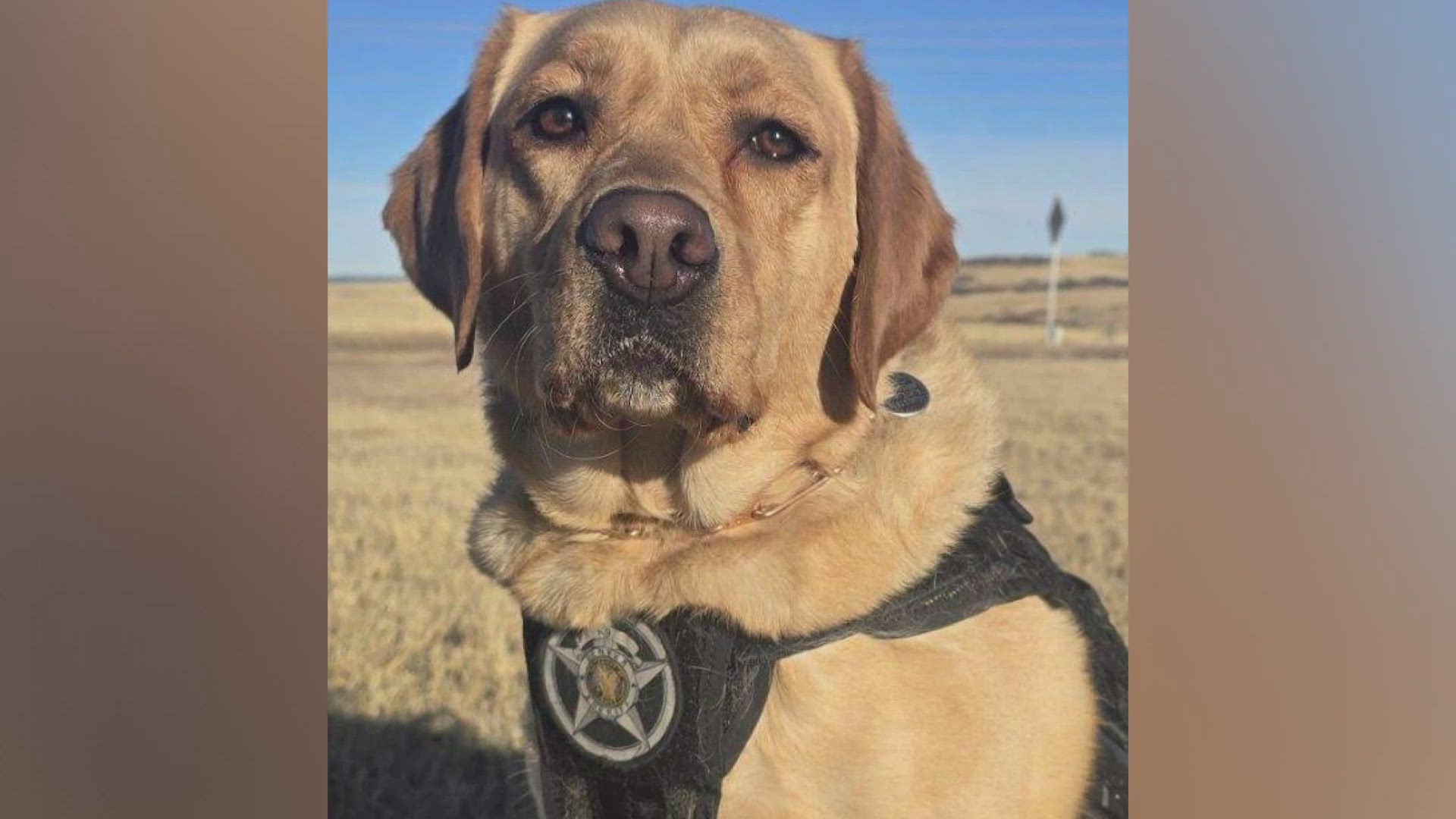 K9 is newest member of Denver's sheriff department