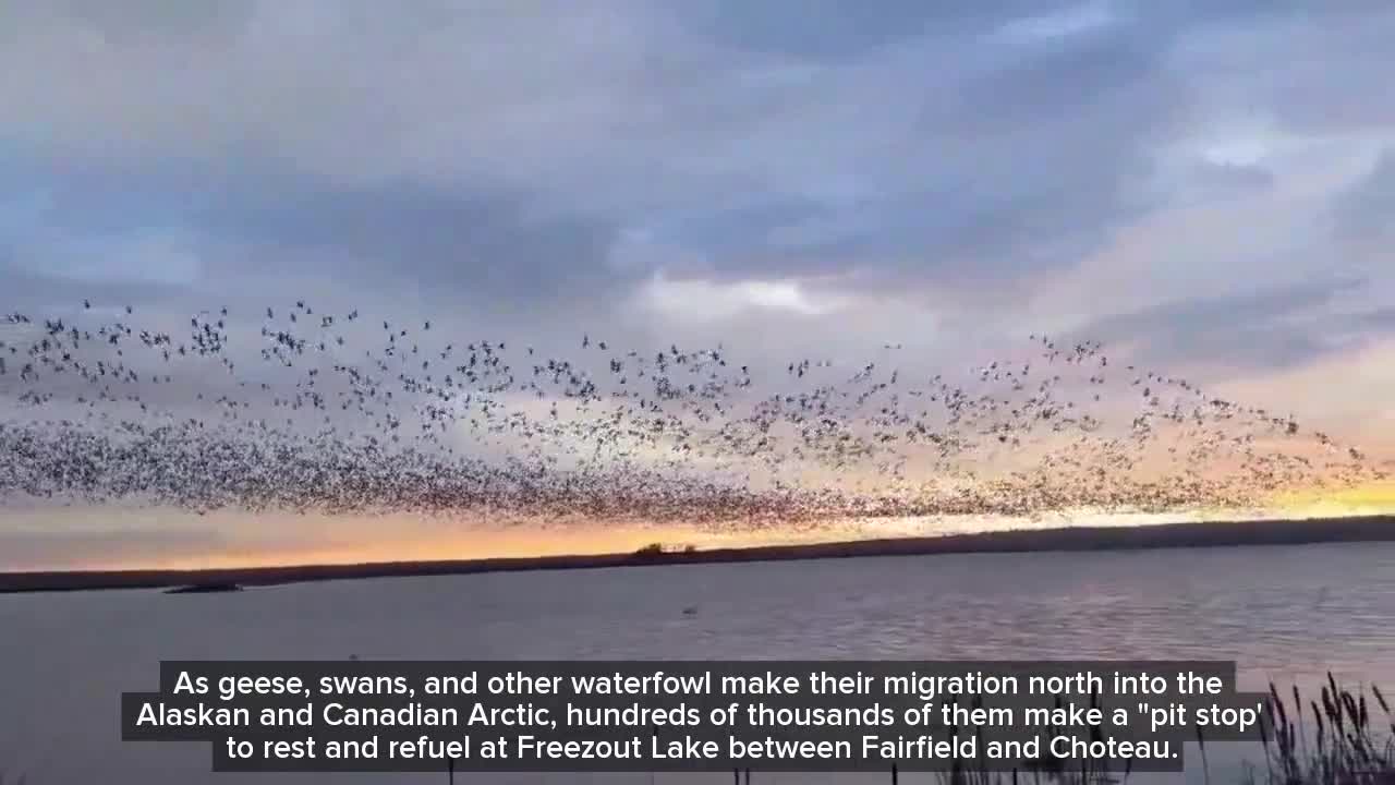 Raw video: Migrating birds at Freezout Lake