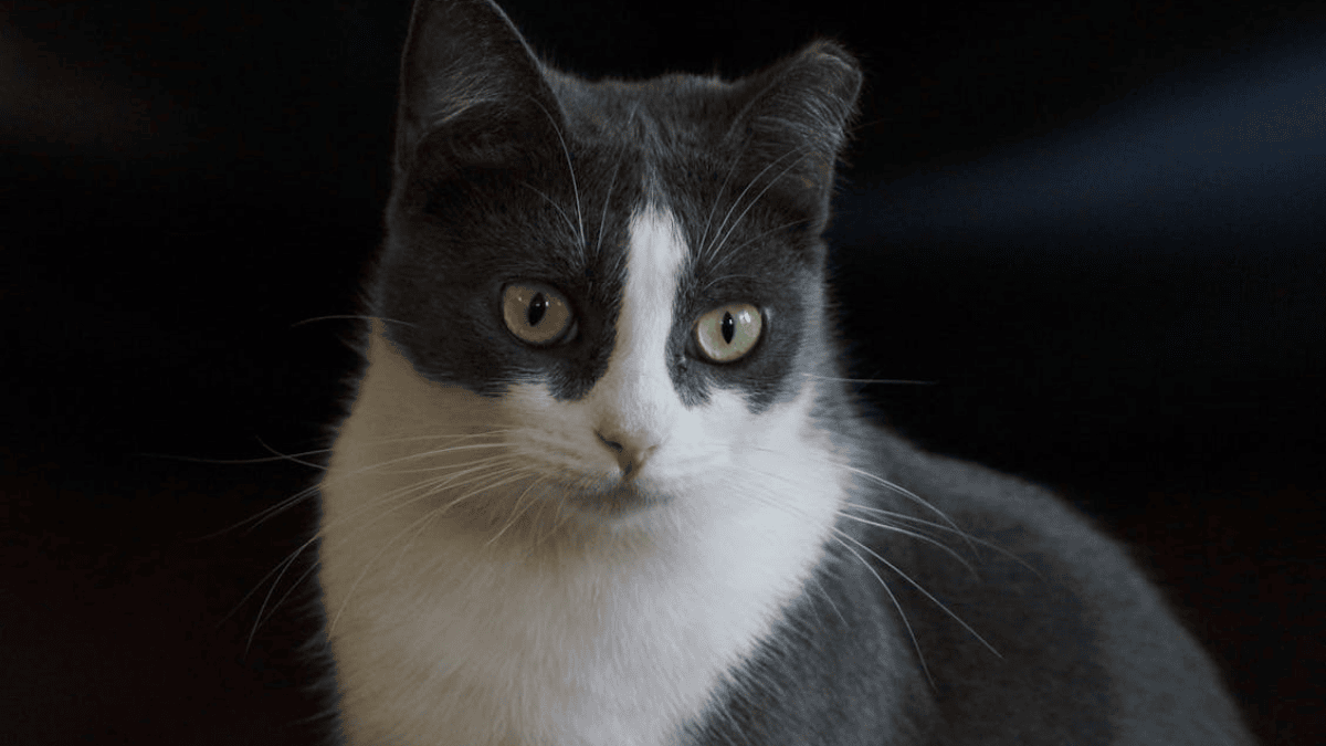 Does your cat trust you? Find out with this test