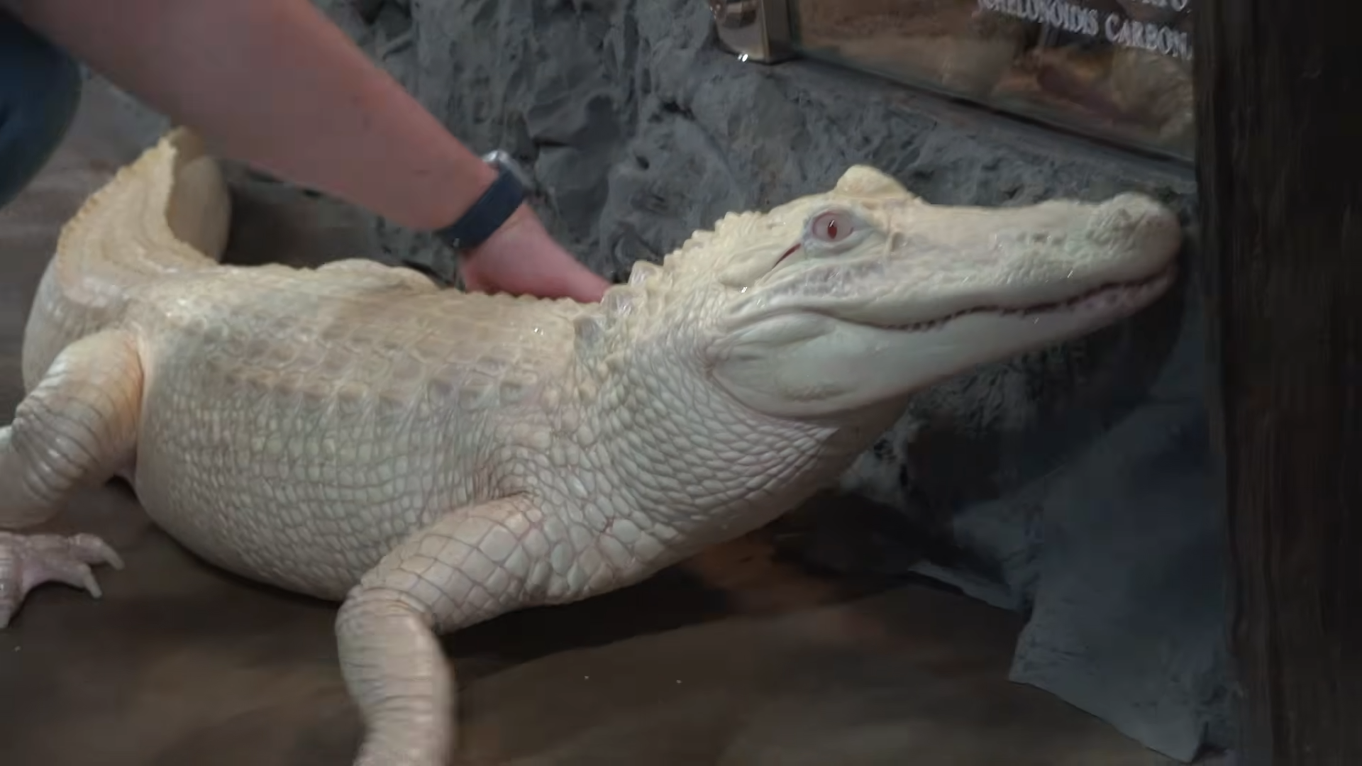 Watch what happens when an albino alligator tries to escape