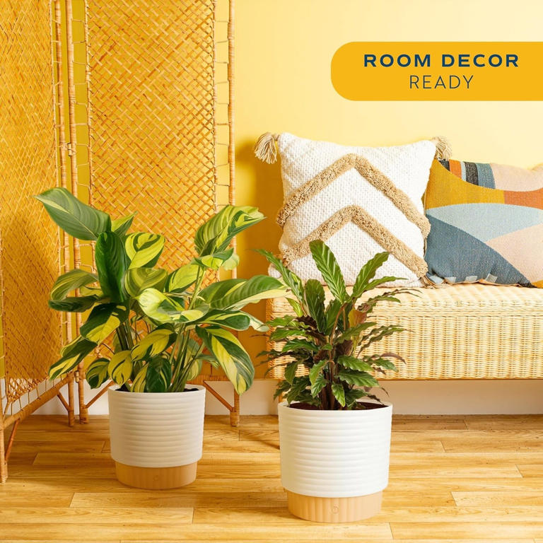 I'm a plant mom and Amazon's having the best deals on pothos, fiddle ...