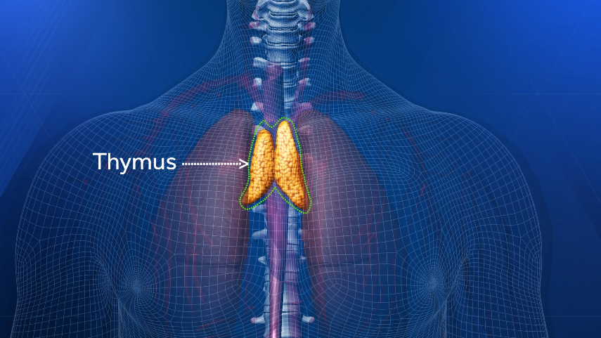 Thymus may play key role in adult health
