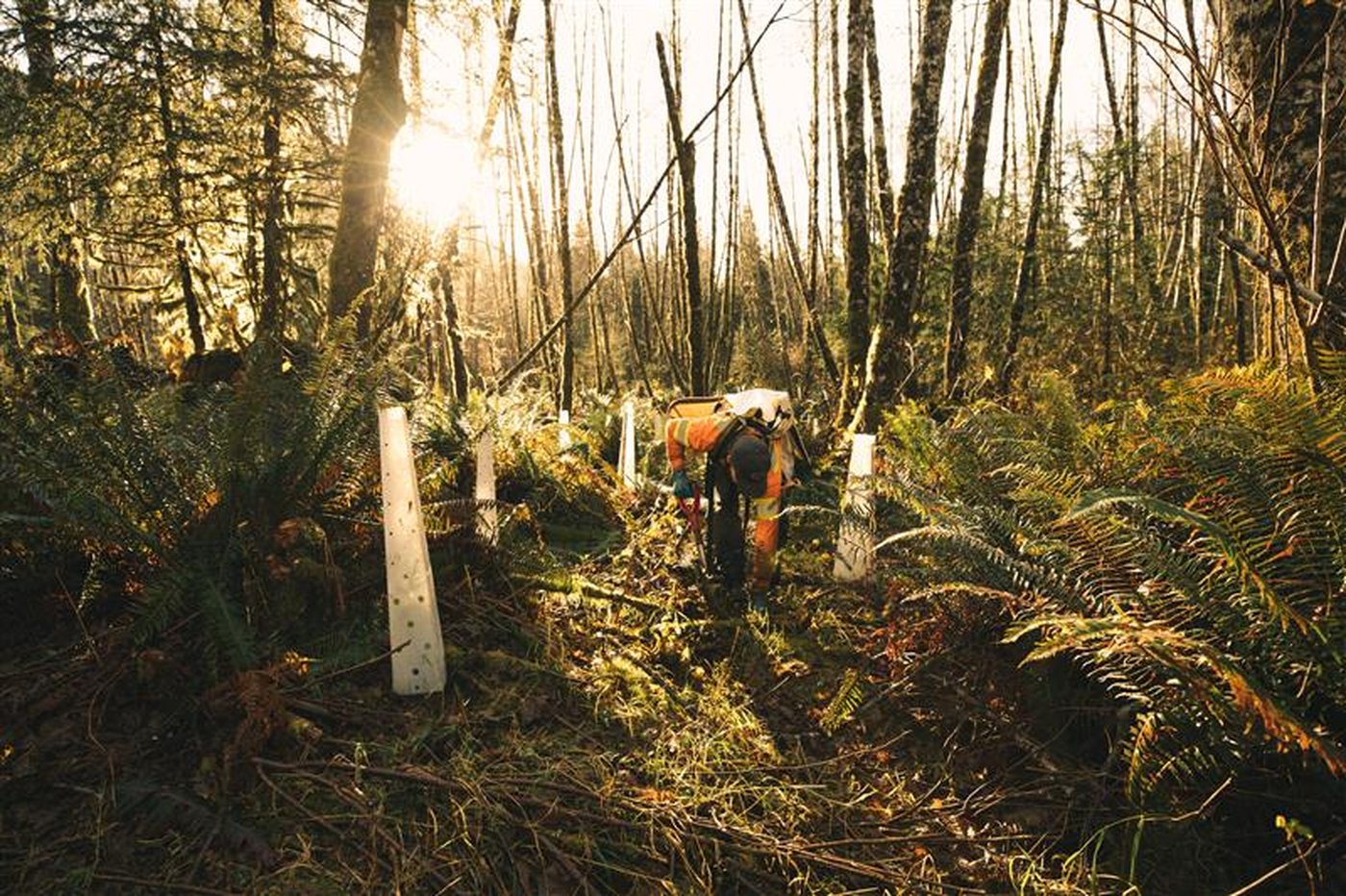 Vancouver Island First Nations gain control of three Clayoquot Sound ...