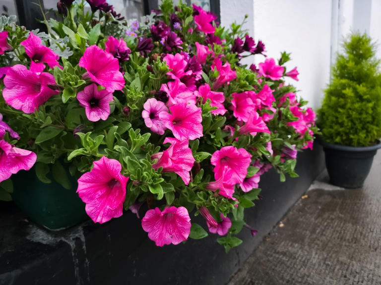 6 fast-growing pink flowers to add to your garden or containers