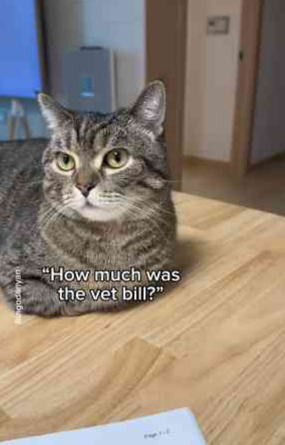 What does it really cost to own a cat? A simple guide every future cat ...