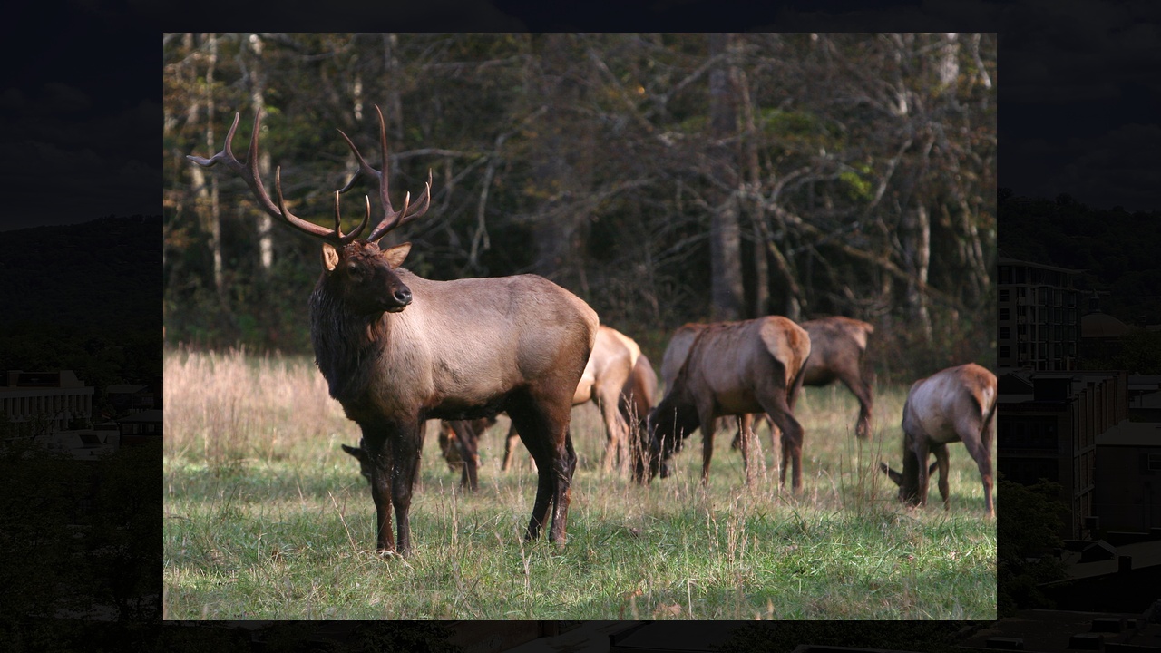 Wildlife lovers wanted: Great Smoky Mountains seeks elk helpers near ...