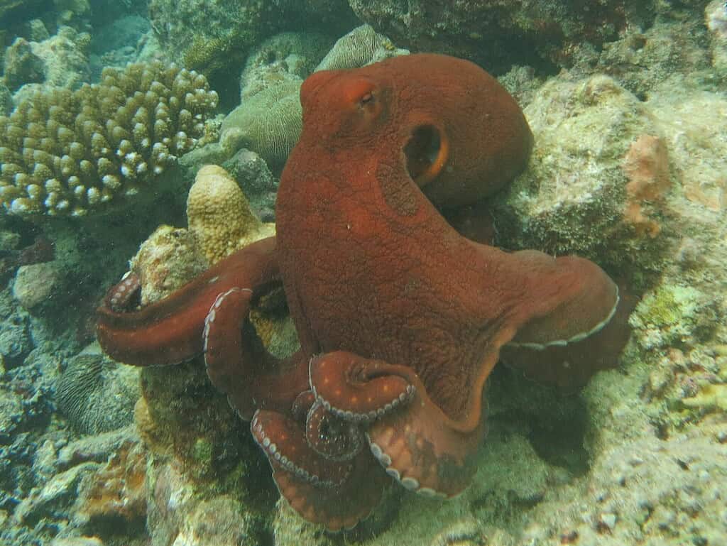 The octopuses are punching fish again
