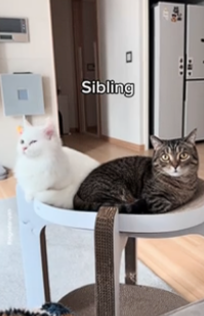 Adorable cat sibling moments, too cute, too funny, too wholesome!