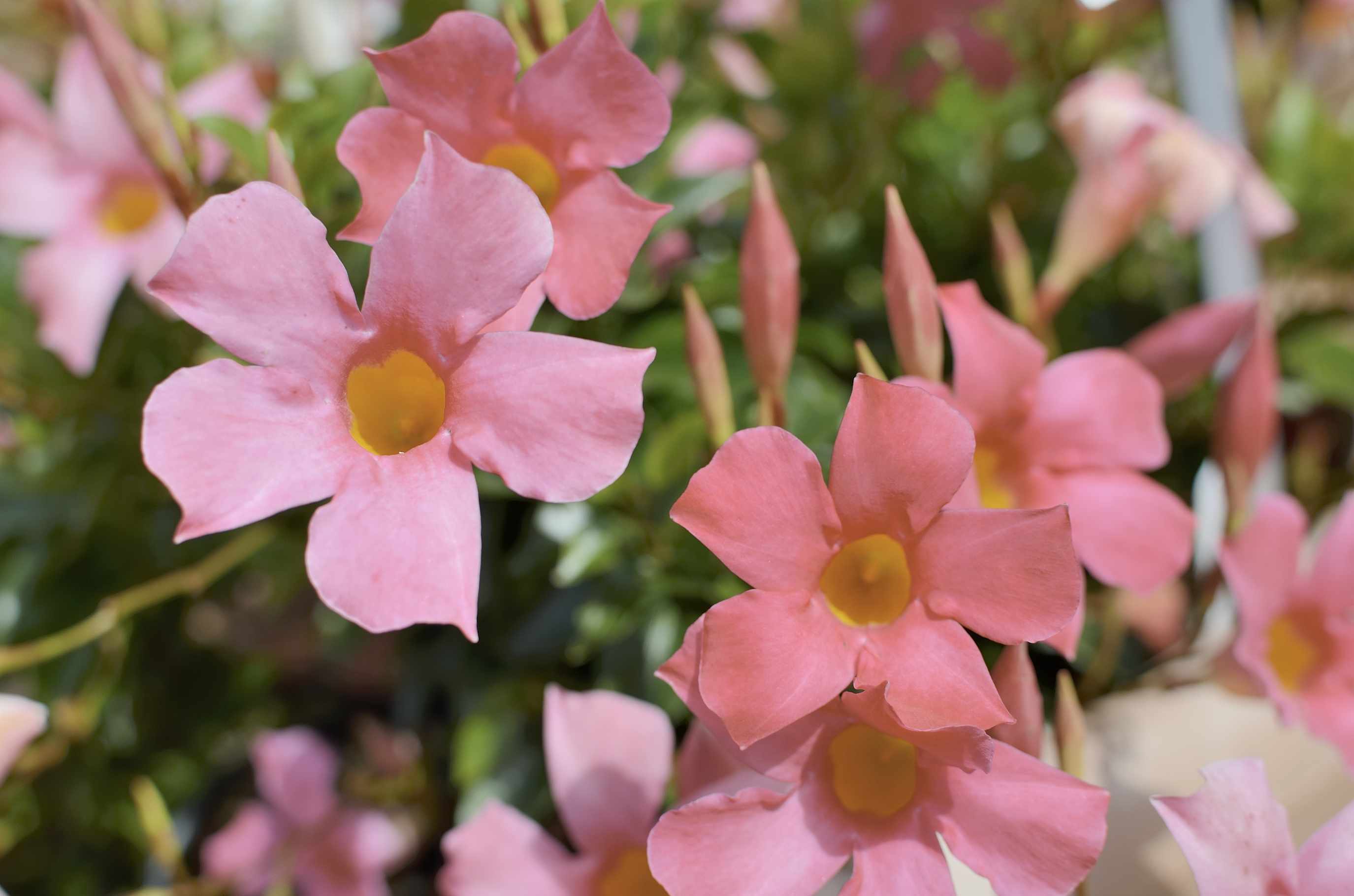 6 fast-growing pink flowers to add to your garden or containers