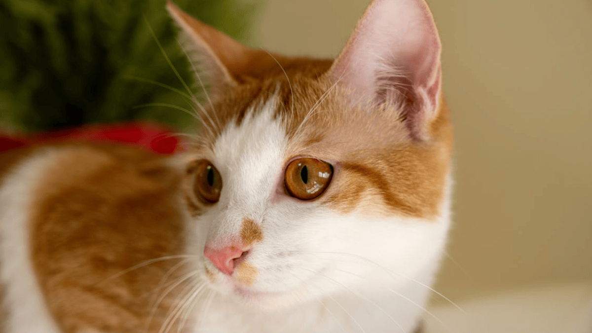 Top 10 most common and dangerous diseases in cats