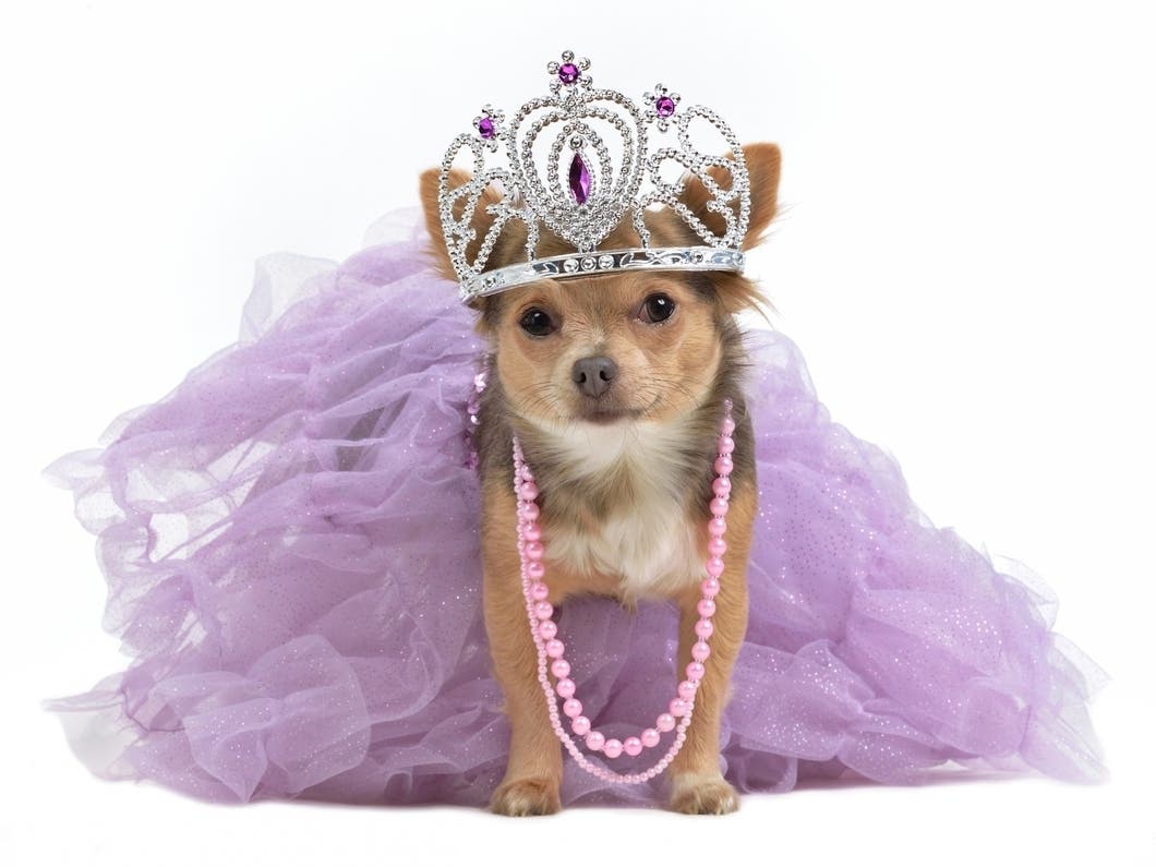 Paw-parazzi contest extends voting, sparks final push