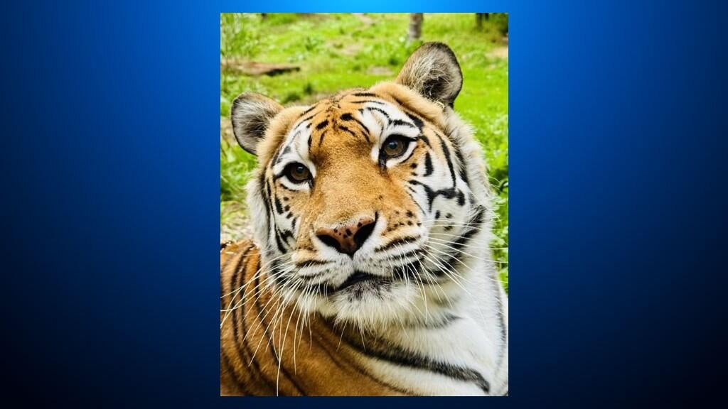 Oakland Zoo euthanizes rescued tiger after cancer diagnosis