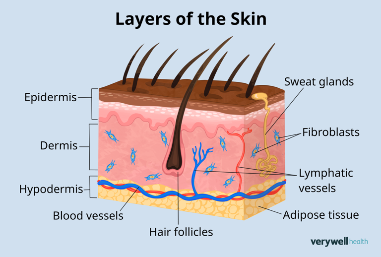 What is the hypodermis?