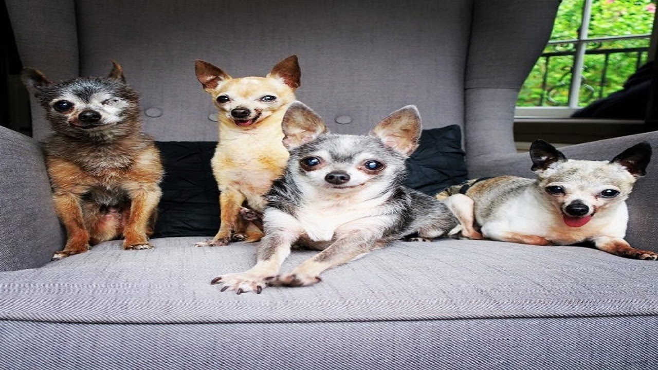 A woman took in these geriatric chihuahuas then they adopted an ...