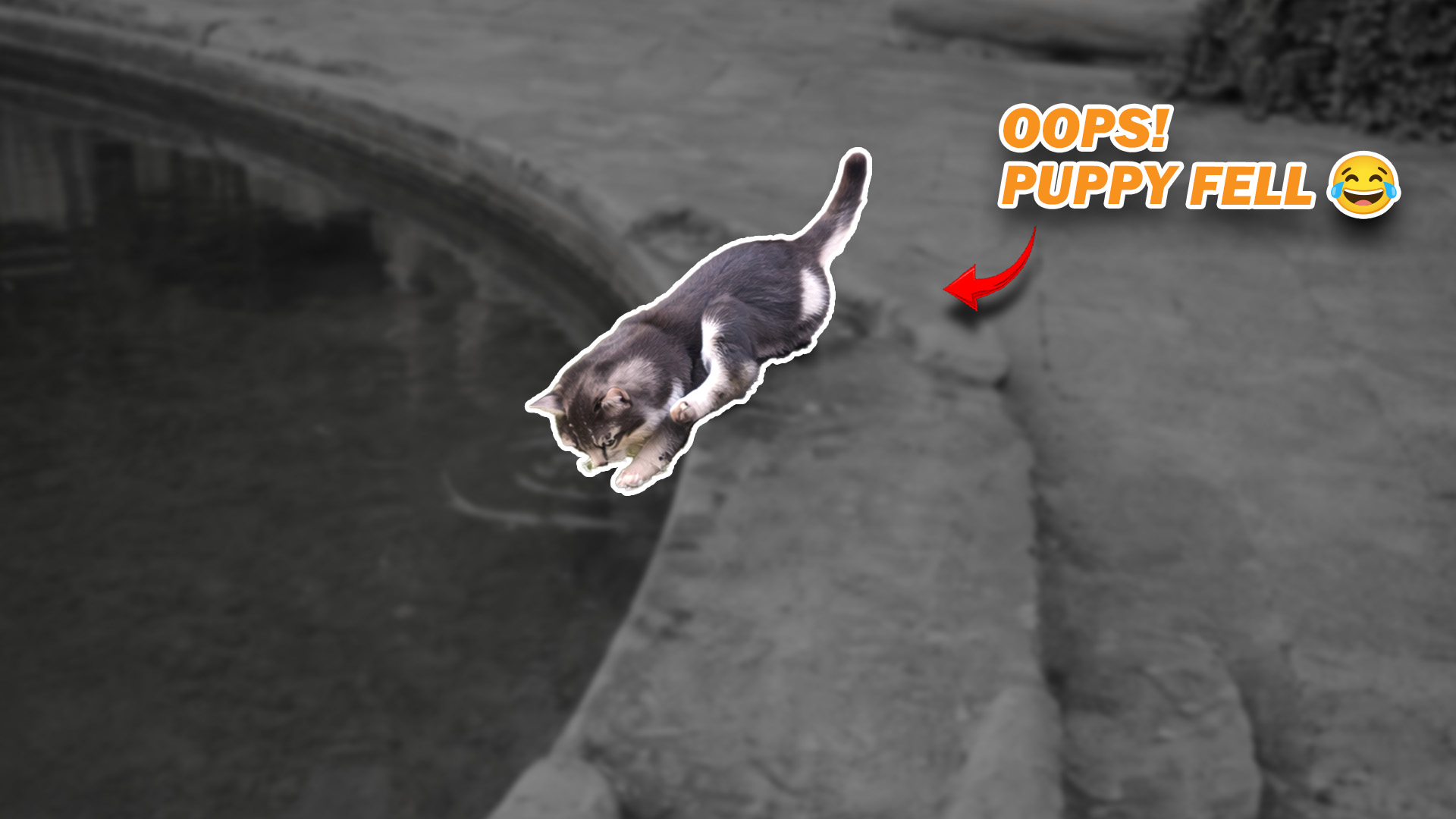 Funny dog video highlights