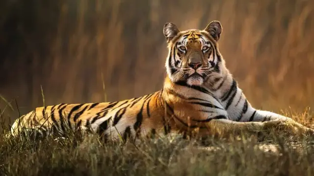 Tiger continues to strike fear in Jagtial, pug marks noticed near temple