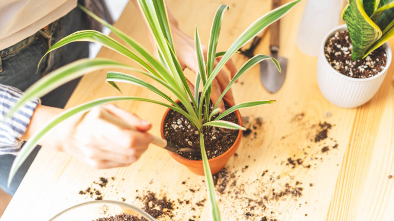 Spider plant leaves drooping? The 3-step checklist to revive your plant