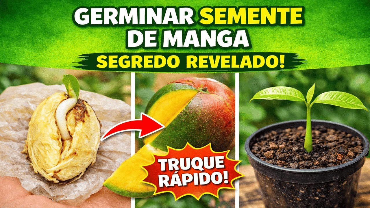 Como plantar manga: da semente ao fruto, guia completo e fácil de ...