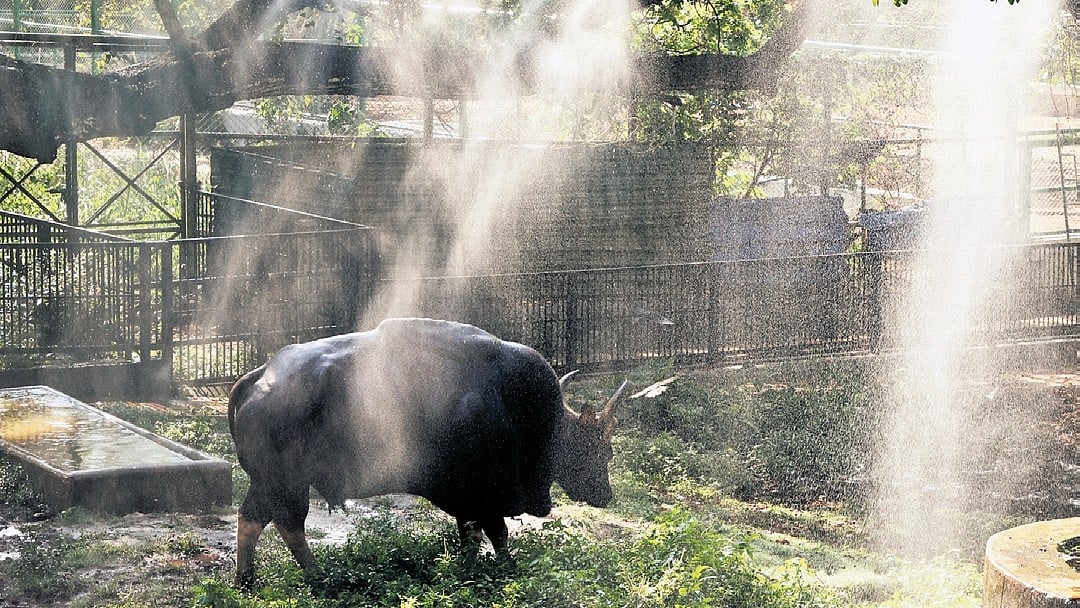 Authorities plan for rain guns as Thiruvananthapuram zoo ramps up plans ...