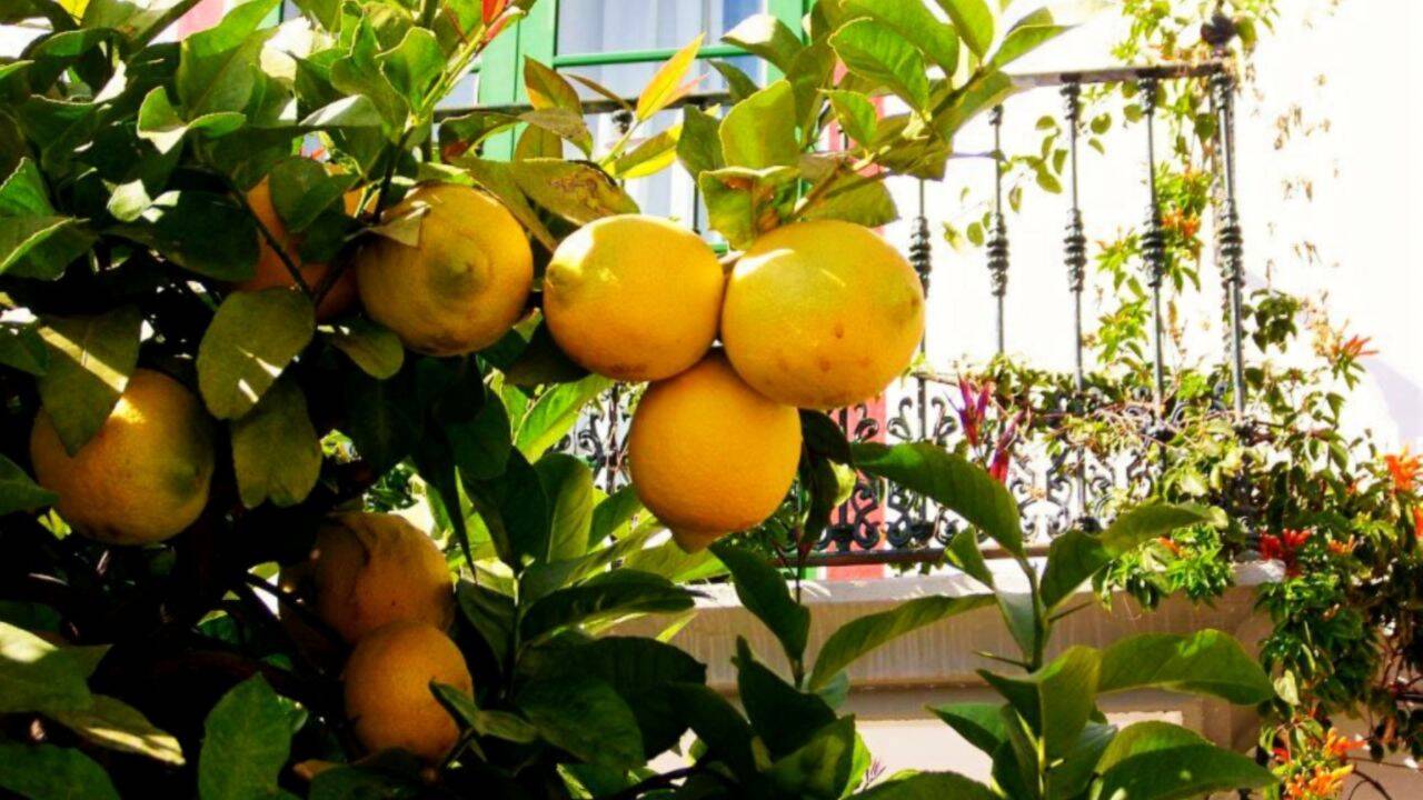 7 fruit-bearing plants perfect for your balcony garden