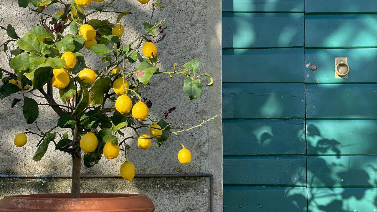 7 fruit-bearing plants perfect for your balcony garden
