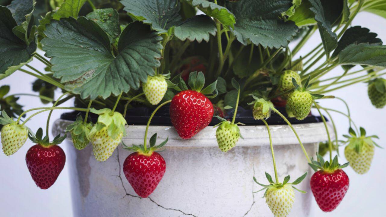 7 fruit-bearing plants perfect for your balcony garden