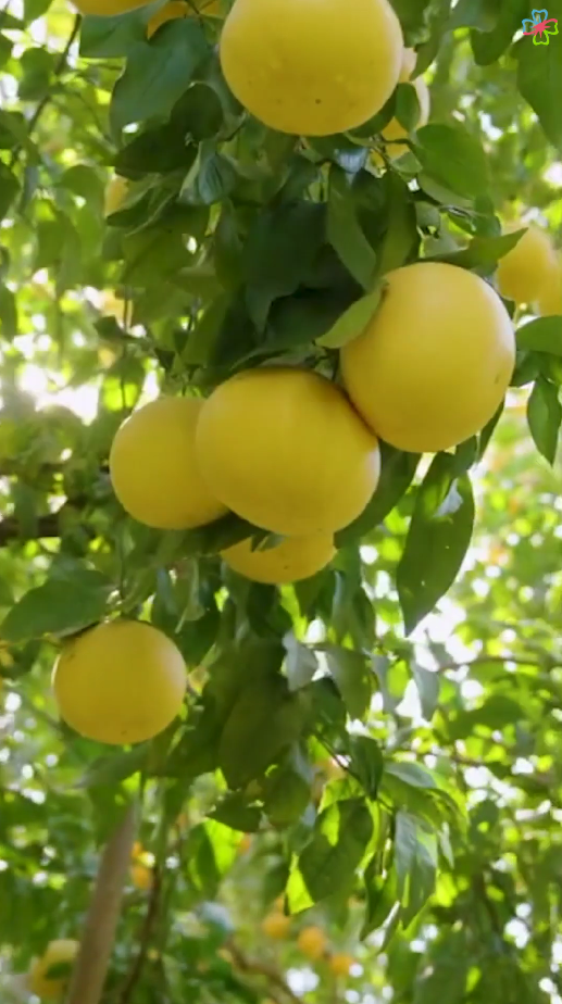 Loaded grapefruit plants growing under warm sunny skies