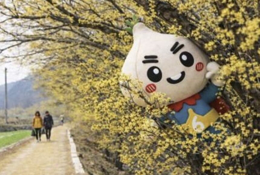Uiseong County hosts sansuyu festival at largest sansuyu cluster