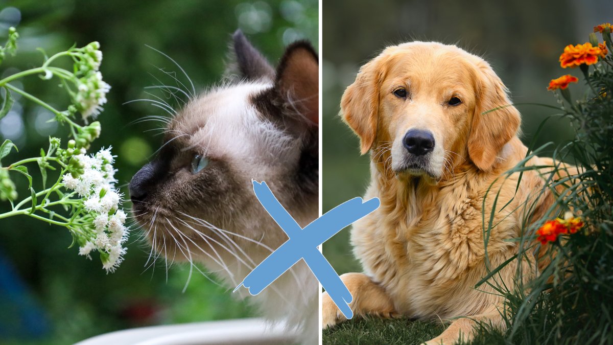 Plantera aldrig det här i trädgården – om du har hund eller katt