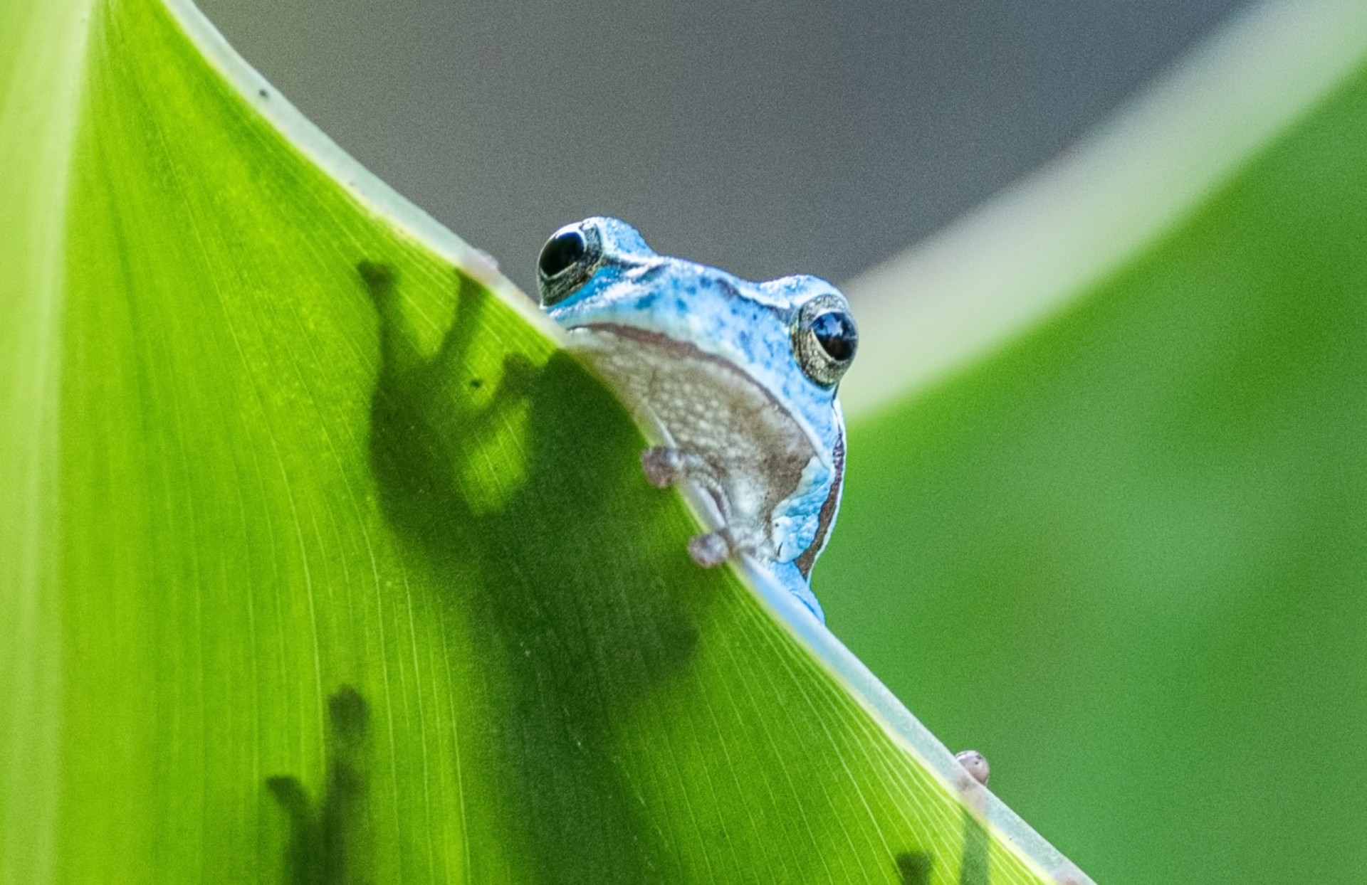 The world's most colorful and curious frogs