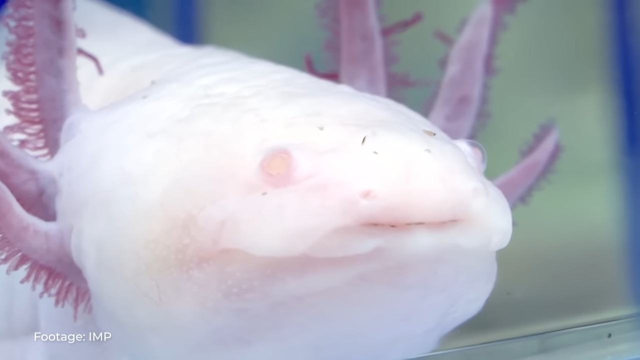 Watch this animal regrow a limb... and scientists can’t explain it