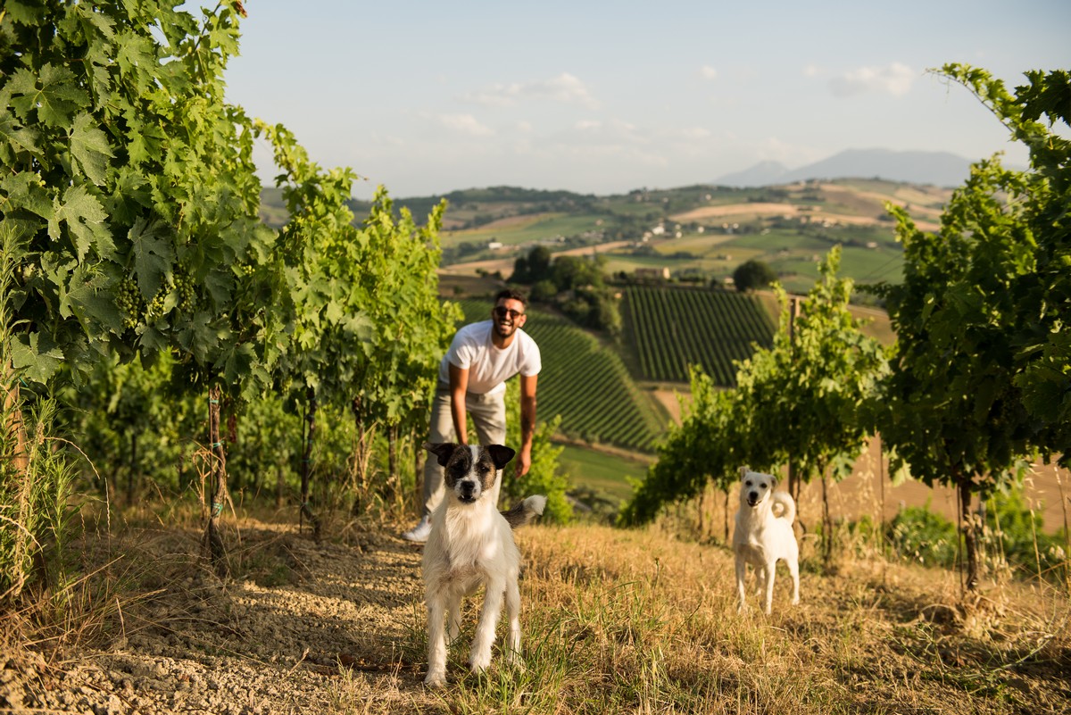 Dal vigneto del nonno a uno dei migliori Pecorino del Piceno: la storia ...