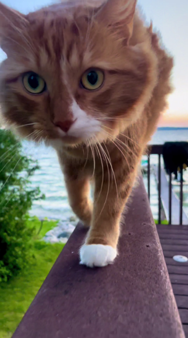 Cat life moments that make you smile every time
